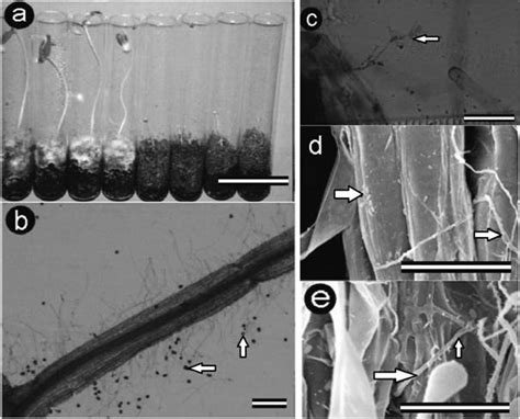 Brasil Pochonia Chlamydosporia Promotes The Growth Of Tomato And