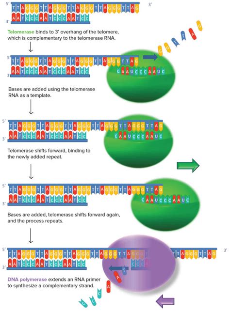 Telomerase Telomerase Function Telomerase In Cancer And Aging