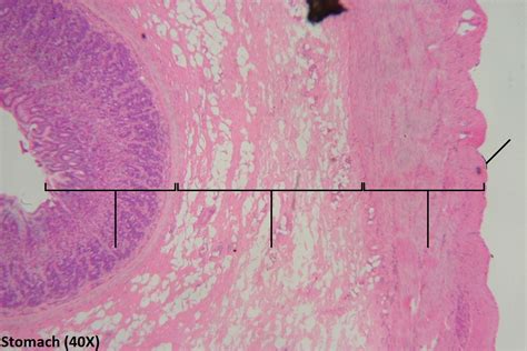 Stomach Histology Layers