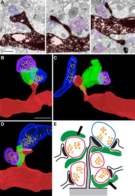 Distribution Of Perisynaptic Processes And Of Potential Presynaptic