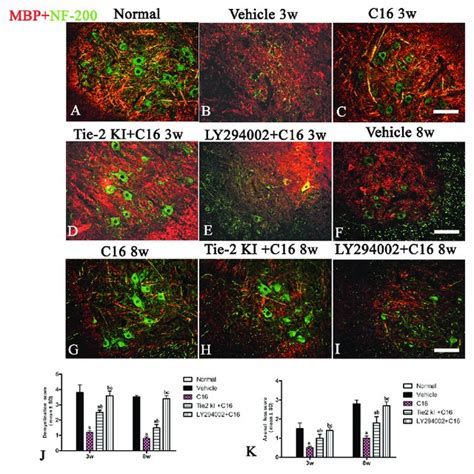 Double Immunofluorescence Staining Images Of The Transverse Sections Download Scientific