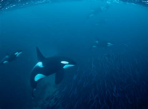 Ocean Acoustics Naxys Technologies By Kongsberg Discovery