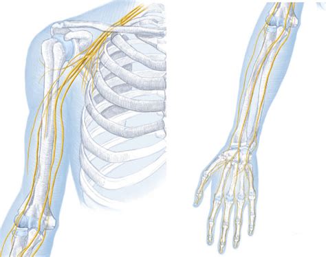 Topographische Anatomie