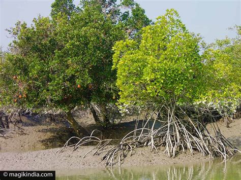 Sundarbans The Largest Mangrove Forest In The World Magik India