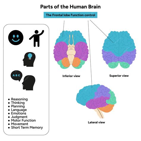 Premium Vector Parts Of Human Brain Anatomy With Colored Parts Diagram Medical Illustration