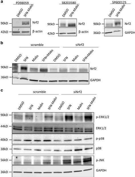 Nrf2 Signaling Pathway Regulates Mapk Cascade A Thp 1 Derived