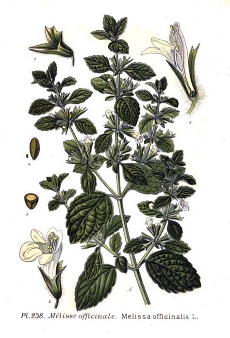 Histoire Dune Plante Médicinale La Mélisse