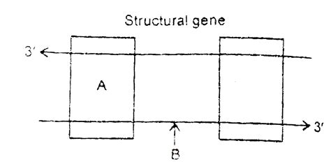 Name The Parts A And B Of The Transcription Unit Given Below