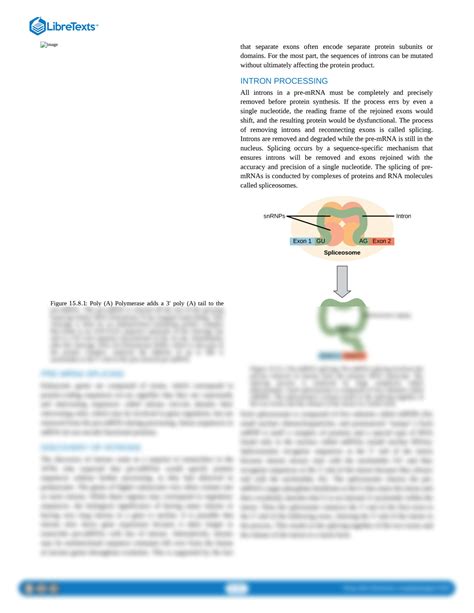 SOLUTION Rna Processing In Eukaryotes Mrna Processing Studypool