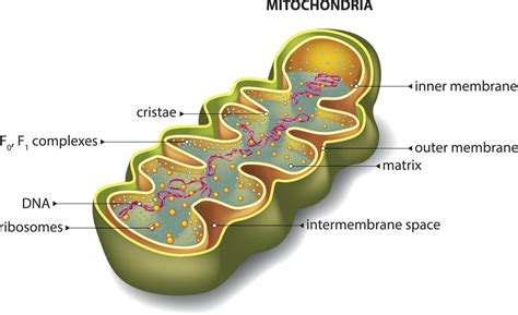 Mitochondrial Dna