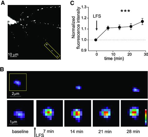 Enhanced Gephyrin Clustering During Iltp A Representative Download Scientific Diagram
