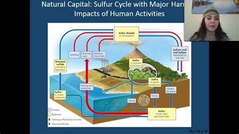 Biogeochemical Cycles Sulfur