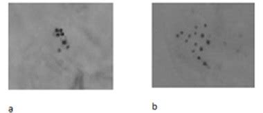Chromosomes In A Root Apex Cell Of A A Haploid And B Diploid Download Scientific Diagram