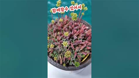 다육식물 Succulent 퓨베센스 함께하며 영원한내사랑 황영웅 Succulent 베란다다육이 Youtube