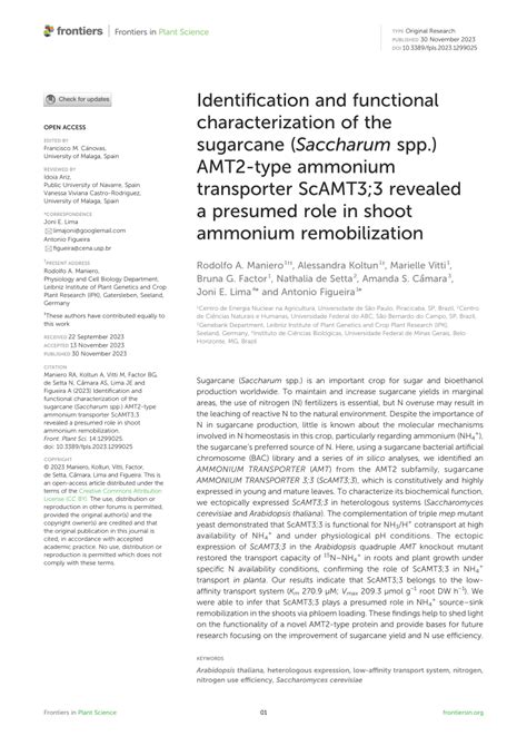 Pdf Identification And Functional Characterization Of The Sugarcane Saccharum Spp Amt2 Type