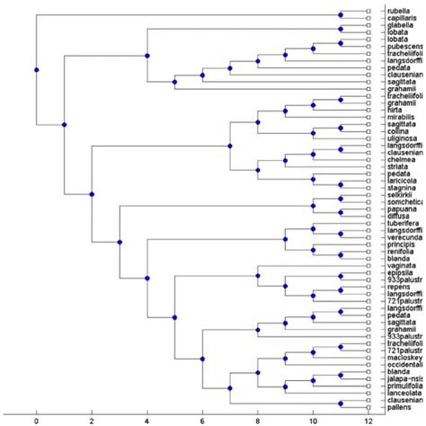 The Obtained Mul Tree By Applying Mtrt On The Triplets Extracted From Download Scientific
