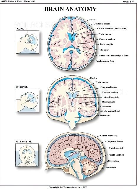 Brain Anatomy In Three Views With Lab Stock Image Science Source Images