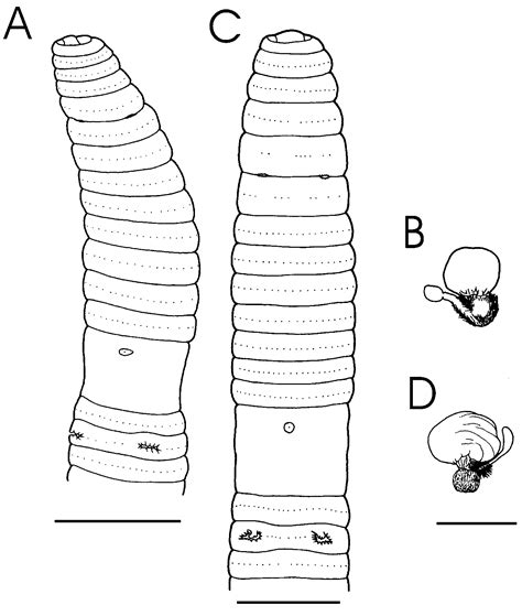 Pheretima Doriae Hong And James 2009 Sp Nov Plazi Treatmentbank