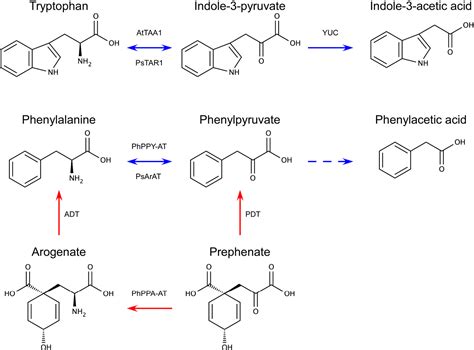 Figure 4 From Auxin Biosynthesis Are The Indole 3 Acetic Acid And