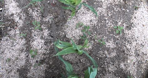 Crop And Weed Identifier Object Detection Model By AgroBotProjects