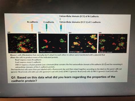 Solved Extracellular Domain Ec1 Of N Cadherin N Cadherin