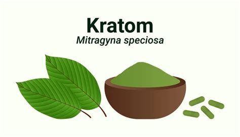 Kratom Vs Weed Effects Safety And Key Differences