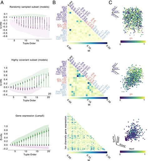 Higher Order Interactions In Neuronal Function From Genes To Ionic Currents In Biophysical