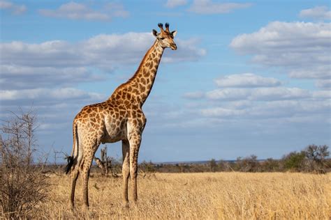 Giraffes Need Endangered Species Protection For The First Time Us