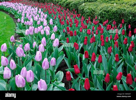 Tulipa Ruby Prince Tulipa Candy Prince Single Early Pink Tulip Flowers