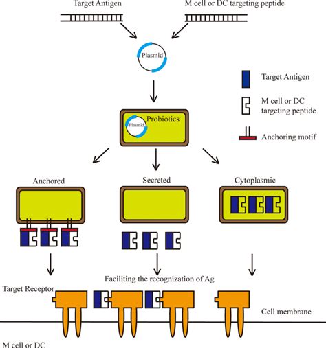 Strategies Of Antigen Expression And Enhancement Of Download Scientific Diagram
