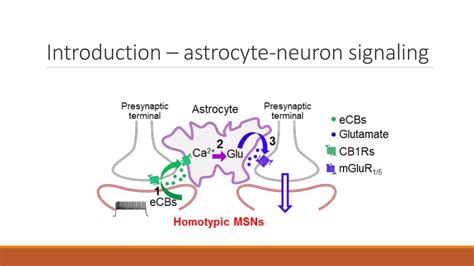 circuit specific signaling in astrocyte neuron networks in basal
