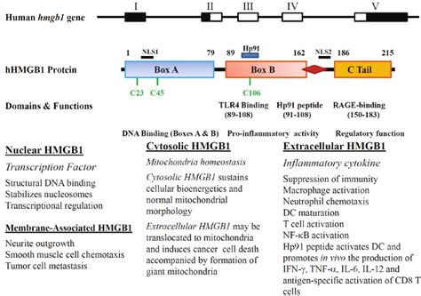 A Schematic Representation Of Gene Structure Protein Domains And Their Download Scientific