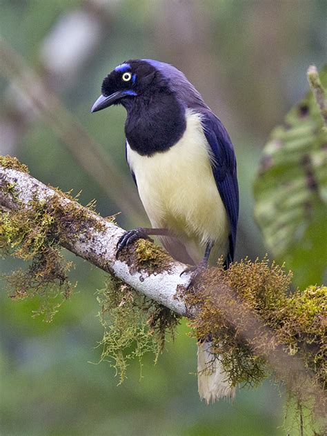 Black Chested Jay Birdforum