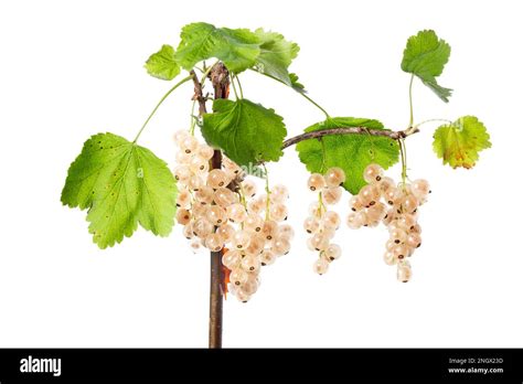 White Redcurrant Ribes Rubrum Berry Shrub White Background Stock