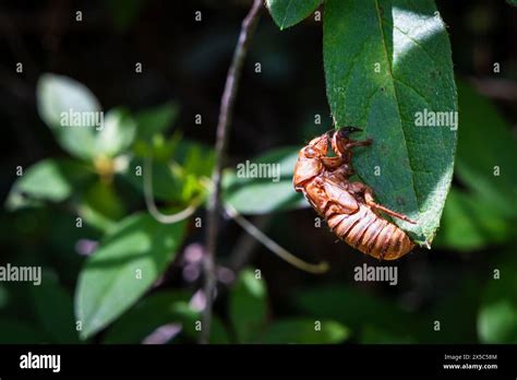 17 Year Cicada Bug Nymphal Exoskeleton On A Green Plant Leaf Stock