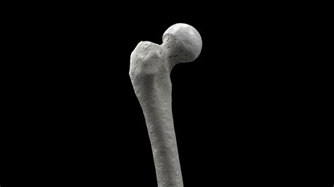 3d model skeleton rigged skeleton rig skeletal system vr ar low