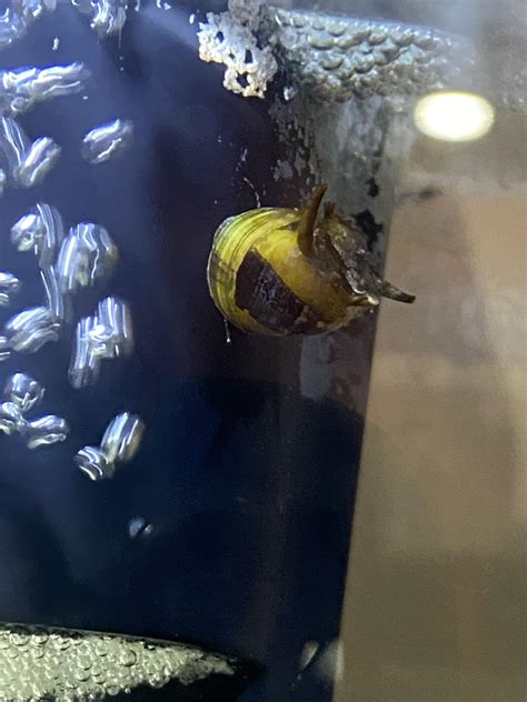new growth on shell doesn t have the striped pattern like the rest not