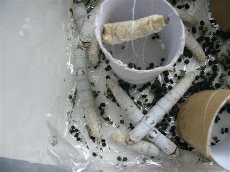 Bug Box Silkworm Story NATURE IN JAPAN