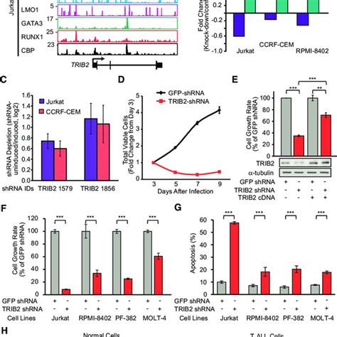 Tal1 Positively Regulates Target Genes With Gata3 And Runx1 In Jurkat