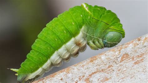 Polymorphism Hidden In Plain Sight Abdullah Irfan