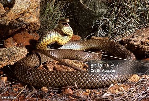 Pseudonaja Textilis Photos Et Images De Collection Getty Images