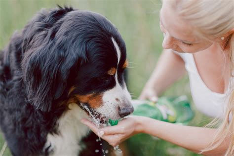 ¿por Qué Mi Perro Tiene Mucha Sed ¡te Explicamos Las Razones