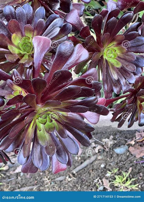Aaeonium Aeonium Arboreumzwartkopsucculent Ornamental Imagen De Archivo