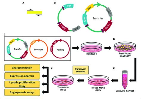 Constructs And Experimental Design For Production Of Transgenic Msc