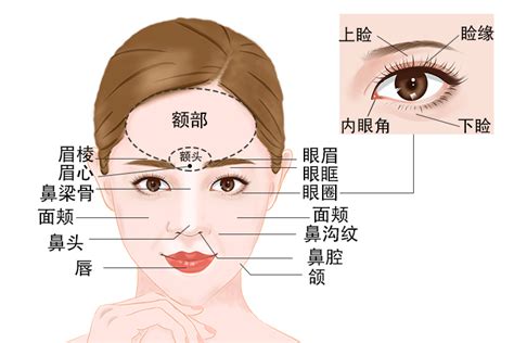 脸部解剖部位名称图 百度健康·医学科普