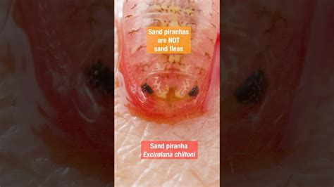 Sand Piranhas Are NOT Sand Fleas DeepLook Shorts