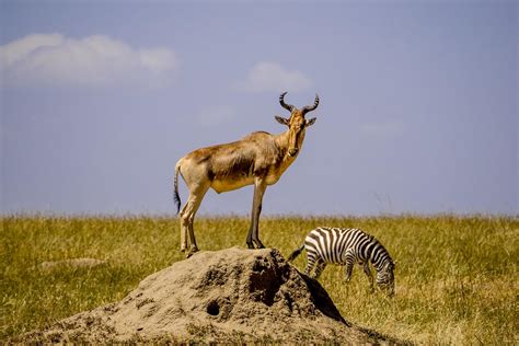 Cokes Hartebeest Masai Mara Kenya During The Herds F Flickr