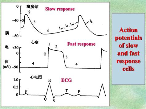 Ppt Cardiac Electrophysiology For Antiarrhythmic Drug Therapy
