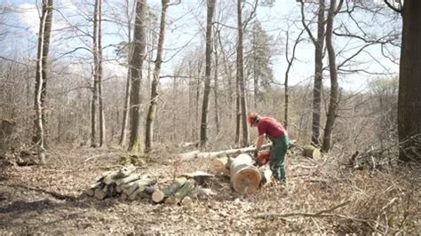 Tree Surgeon Using Chainsaw To Cut Timbe Stock Video Pond5