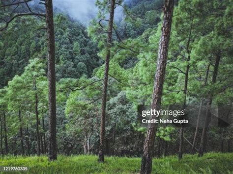 Himalayan Pine Photos And Premium High Res Pictures Getty Images